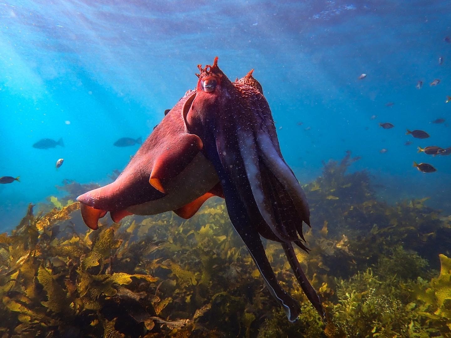 Giant cuttlefish | The Medical Journal of Australia