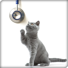 Cats’ ears and stethoscopes | The Medical Journal of Australia