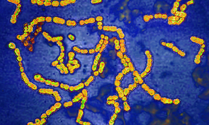 The inequitable burden of group A streptococcal diseases in Indigenous ...