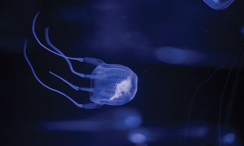 Are we using the correct first aid for jellyfish? | The Medical Journal ...