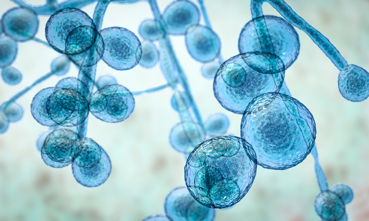 Candida auris in an Australian health care facility: importance of ...