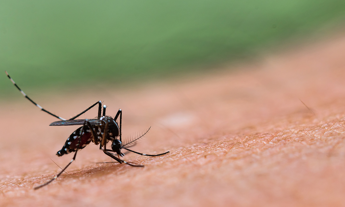 The expanding geographic range of dengue in Australia | The Medical ...