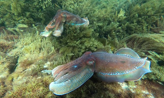 Home | The Medical Journal of Australia